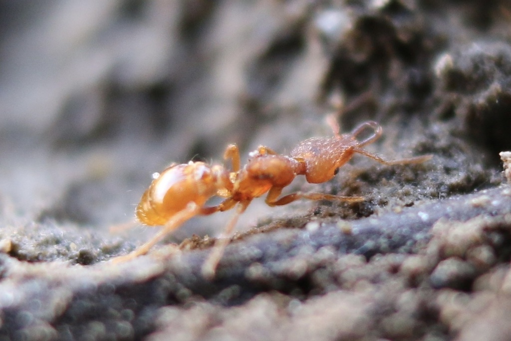 Lewis’ Pygmy Snapping Ant from 本州, 熊谷市, 埼玉県, JP on February 09, 2022 at ...