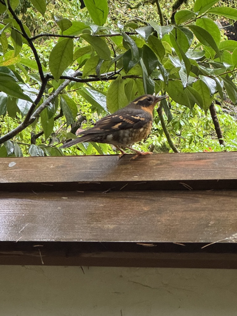 Varied Thrush from Washington Park, Portland, OR, US on December 12 ...