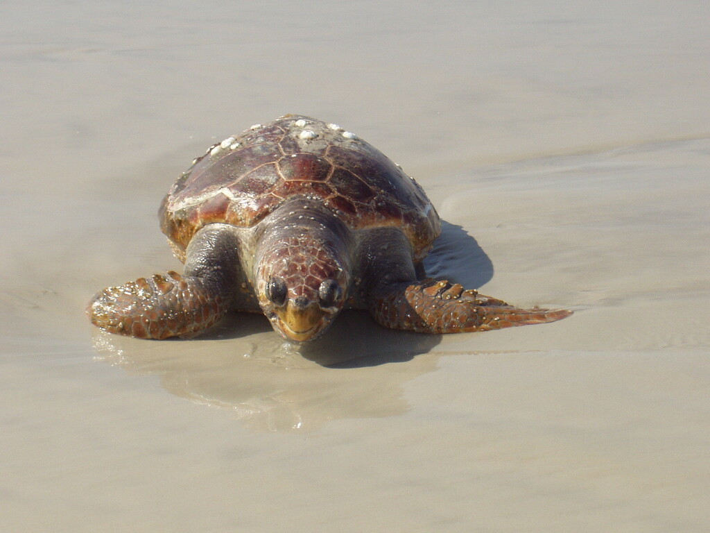 Loggerhead Sea Turtle in August 2006 by Tim axford · iNaturalist