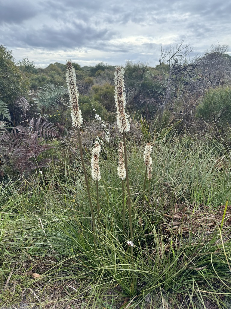 small grass-tree from Wonthaggi VIC 3995, Australia on October 5, 2024 ...