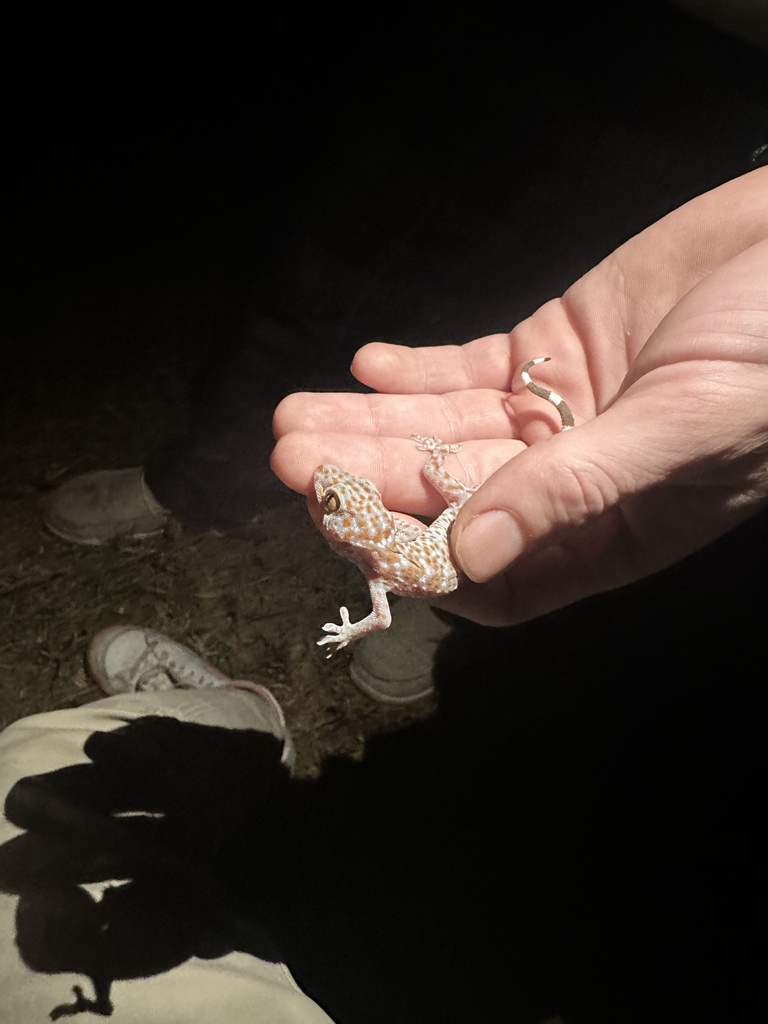 Tokay Gecko from Eckerd College, Saint Petersburg, FL, US on December ...