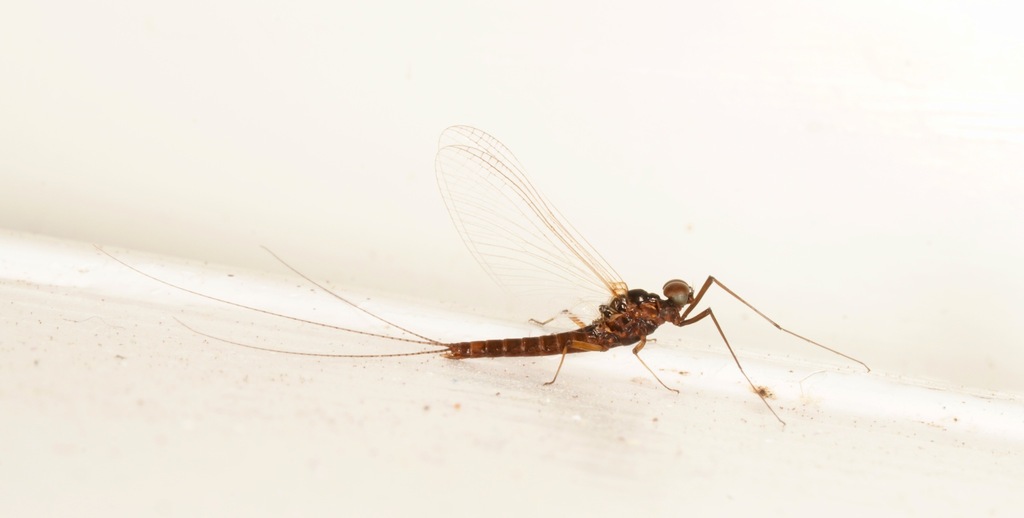 Prong-gilled Mayflies from Turitea, New Zealand on December 5, 2024 at ...