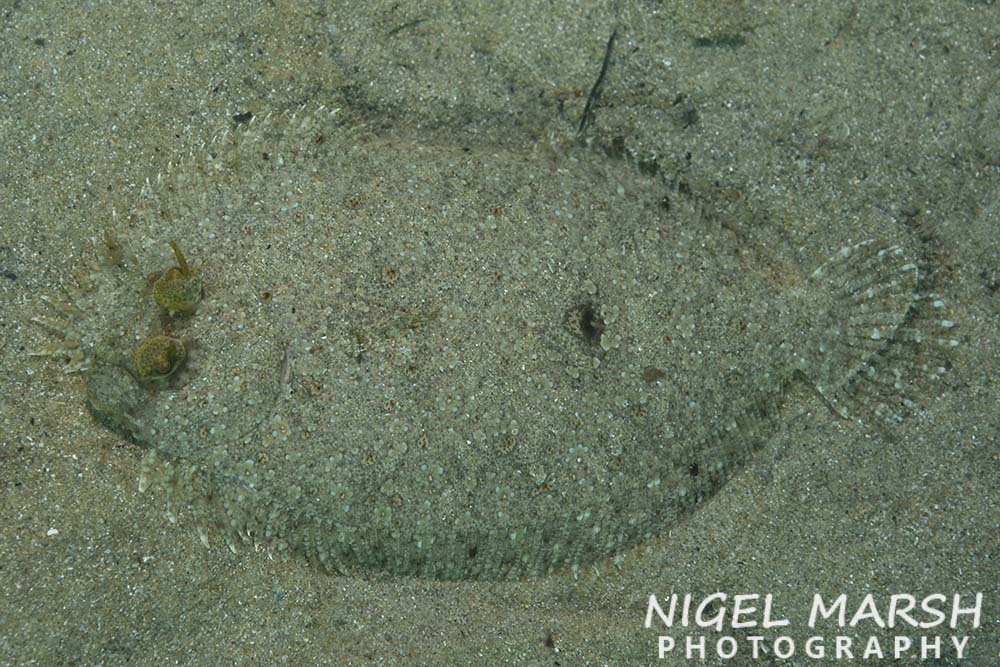 Panther Flounder from Gold Coast QLD, Australia on July 20, 2019 at 11: ...