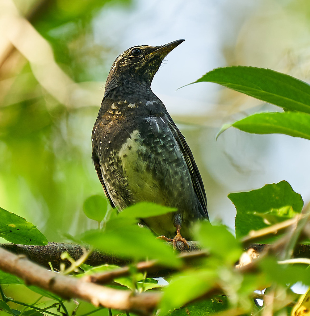 Siberian Thrush from 100 Dairy Farm Rd, Dairy Farm Nature Park ...