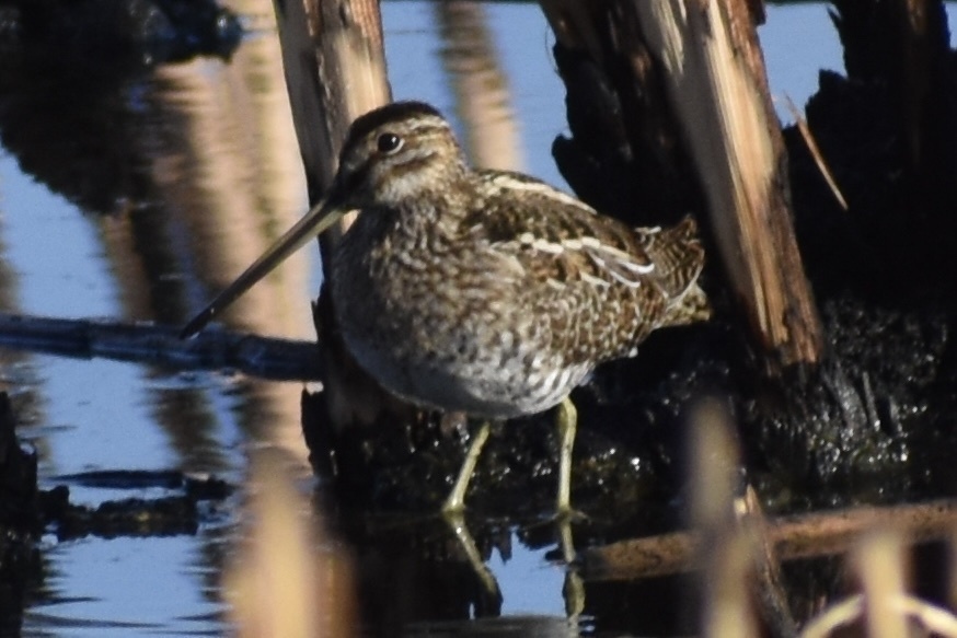 Wilson's Snipe from Sweetwater Wetlands, Tucson, AZ, US on December 7 ...