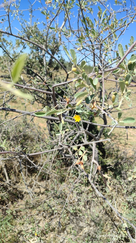 Velvet Raisin from John Taolo Gaetsewe District Municipality, South ...