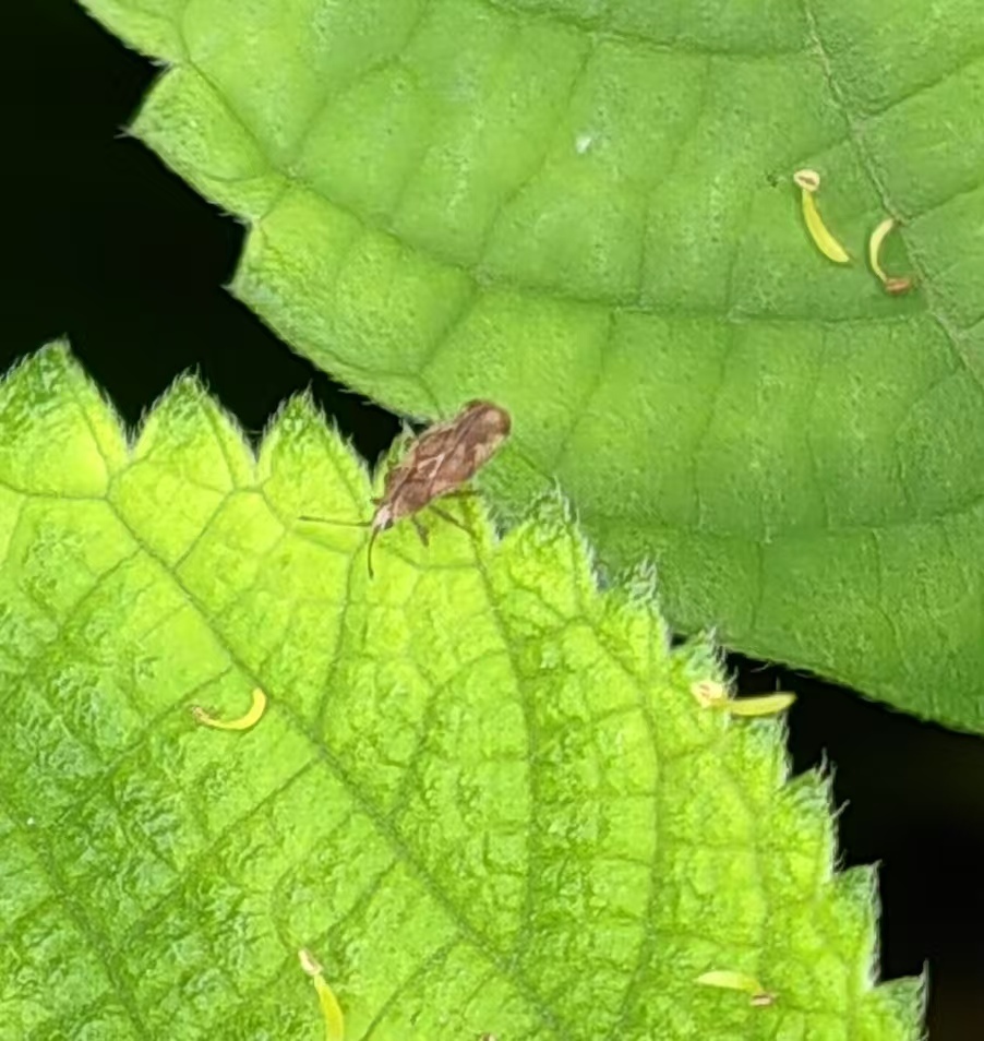 Tingini from 中国南昌市青山湖区湖滨公园 邮政编码: 330029 on June 14, 2024 at 04:47 PM by ...