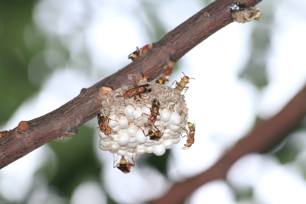 Tropical Paper Wasp from 中国广东省湛江市雷州市 on August 14, 2024 at 09:55 AM by ...