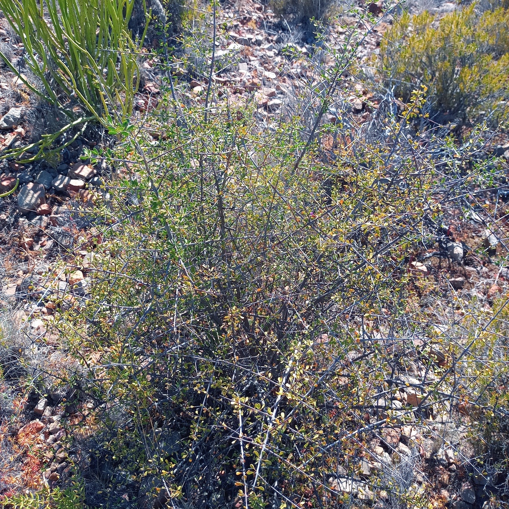 Karoo Gold from Garden Route District Municipality, South Africa on ...