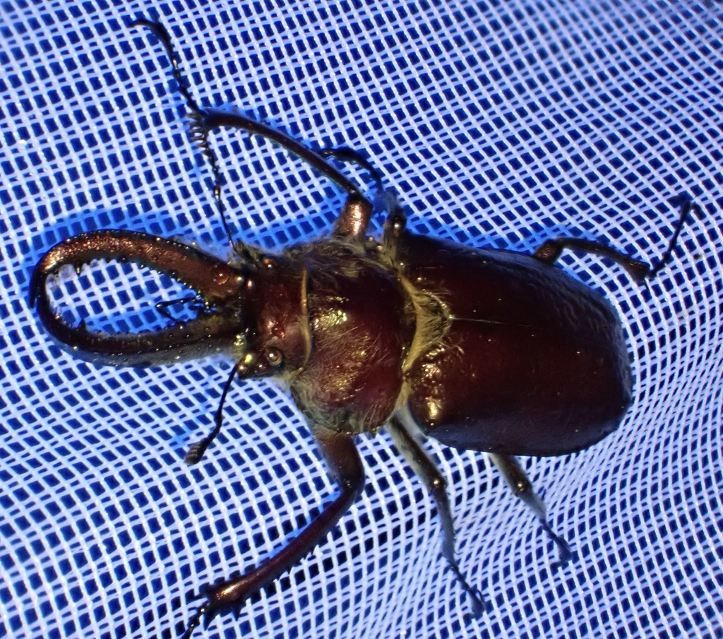 Sphaenognathus bellicosus from El Dorado Nature Reserve, Santa Marta ...