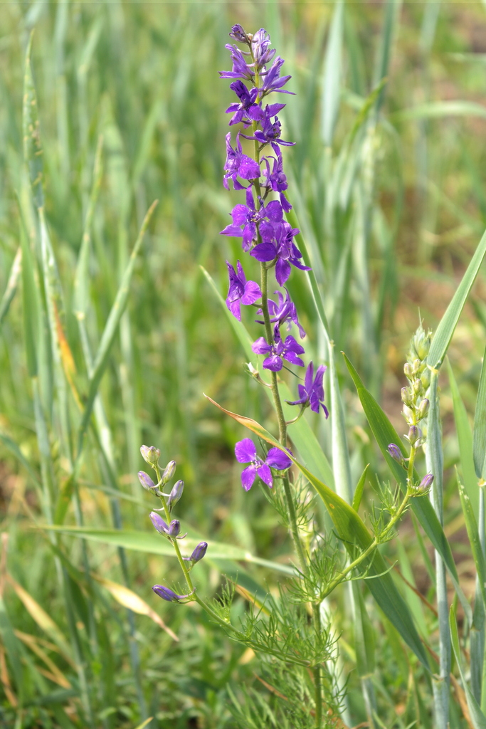Eastern Larkspur from узбіччя польової дороги між селами Молодія і Валя ...