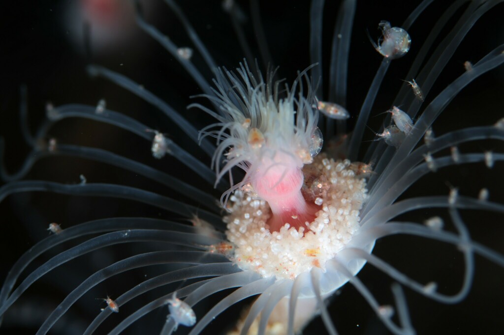 Stenothoidae from Lone rock on December 13, 2024 at 08:07 PM by Luca ...