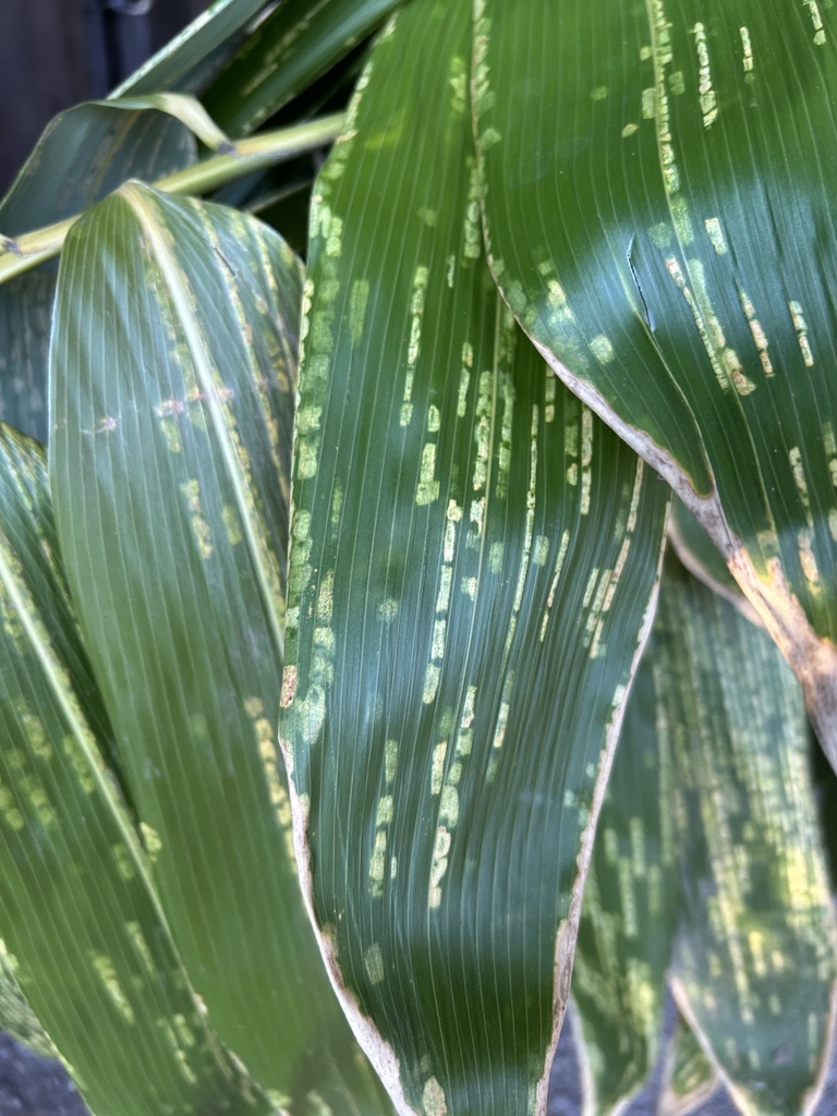 Bamboo Spider Mite from The Willowwood Arboretum, Far Hills, NJ, US on ...