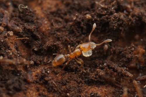 Syllophopsis cryptobia · iNaturalist United Kingdom