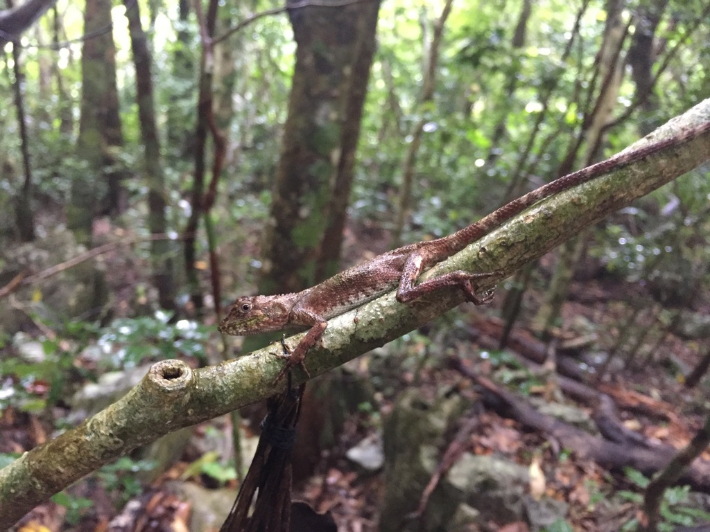 Diploderma polygonatum polygonatum in May 2017 by Tね · iNaturalist
