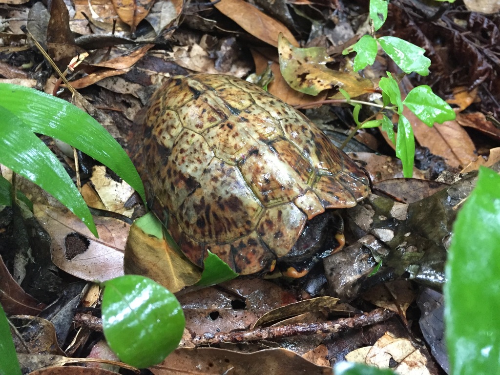 Ryukyu black-breasted leaf turtle in May 2017 by Tね · iNaturalist
