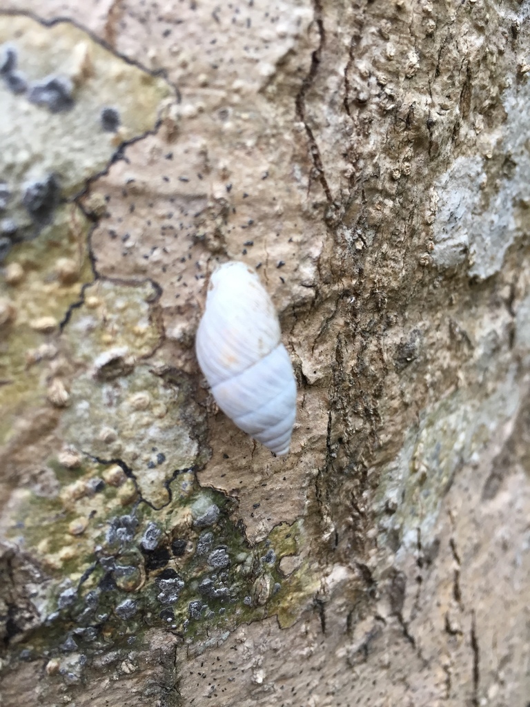 Luchuena reticulata in February 2018 by Tね · iNaturalist