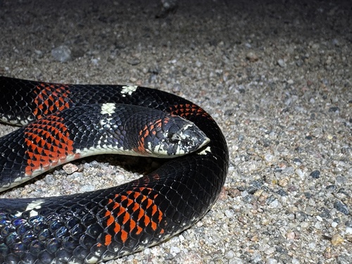 Banded Hognose Snake (Xenodon pulcher) - Snakes and Lizards