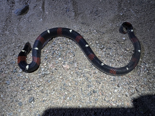 Banded Hognose Snake (Xenodon pulcher) - Snakes and Lizards