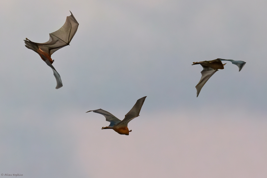 Lesser Bulldog Bat from Capivara, Mato Grosso do Sul, Brazil on August ...