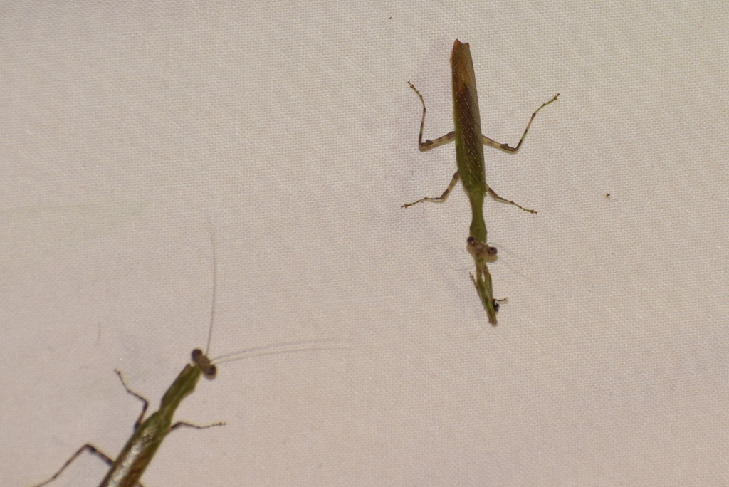 Acromantis from Pakke Tiger Reserve on November 9, 2024 at 12:31 AM by ...