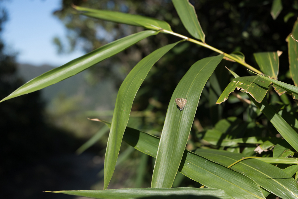 Transparent 6-line Blue in November 2024 by tkp123 · iNaturalist