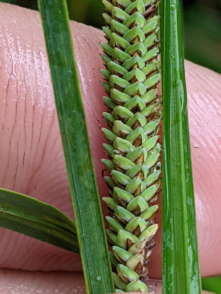 water sedge from Frontenac, Ontario, Canada on June 29, 2024 at 09:33 ...