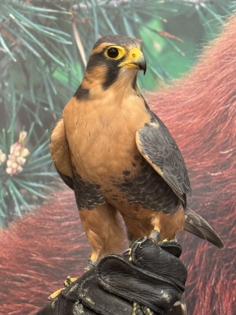 Aplomado Falcon from Toronto Zoo, Toronto, ON, CA on December 13, 2024 ...