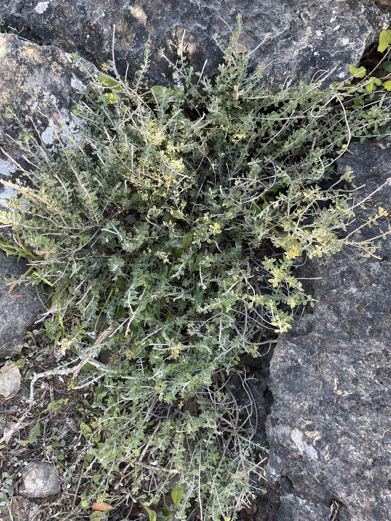 mint family from Hidaybu, YE-HD, YE on December 9, 2024 at 08:10 AM by ...