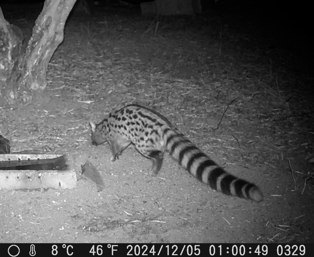 Northern Small-spotted Genet from Almería, España on December 5, 2024 ...