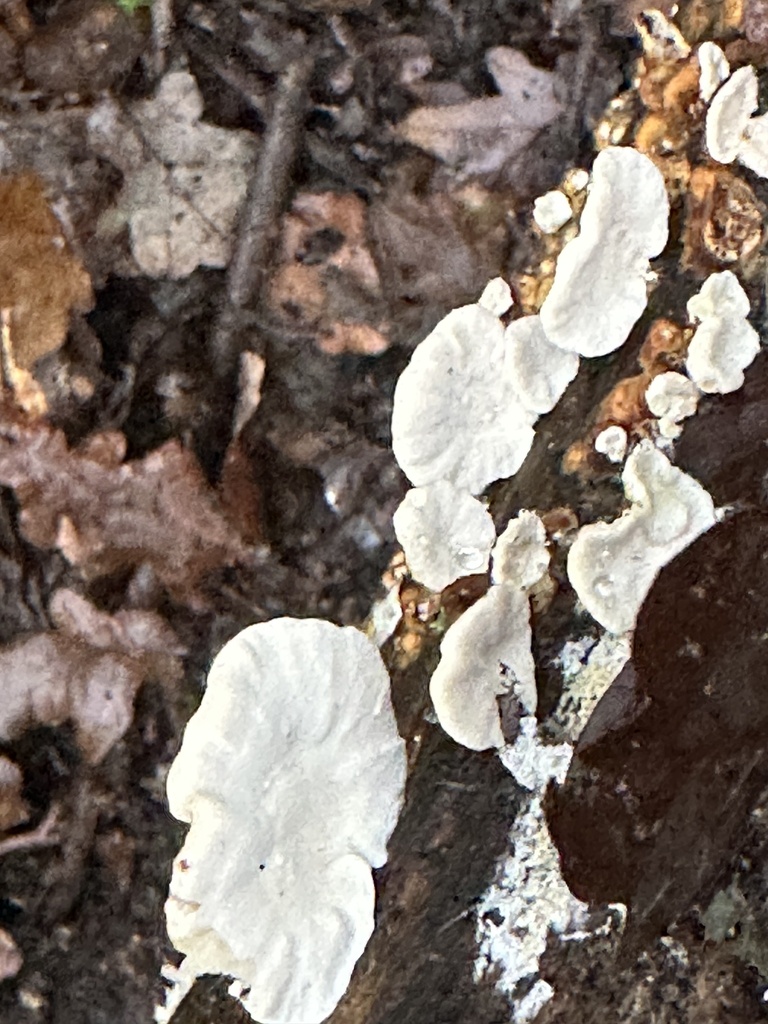 turkey-tail from Cherry Orchard Jubilee Country Park, Leigh-On-Sea ...