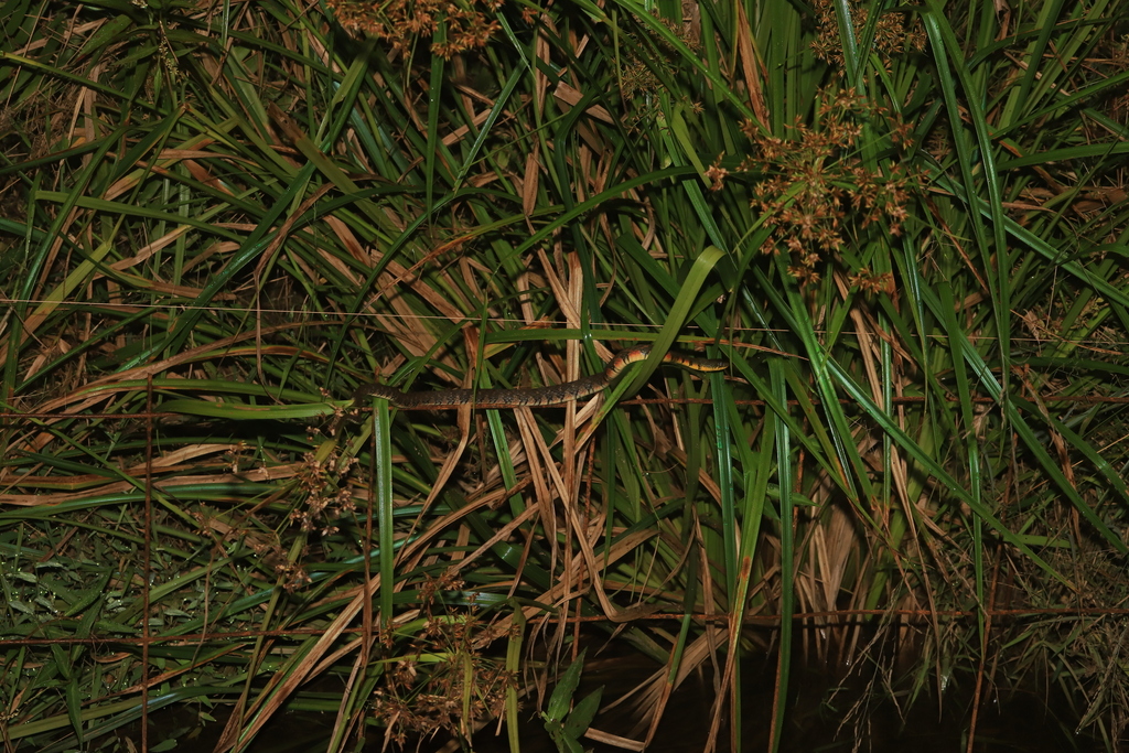 Triangle Keelback from Long Lellang, Sarawak, 馬來西亞 on August 3, 2024 at ...