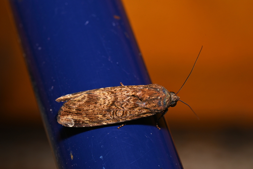 Variable Narrow-wing from Rouyn-Noranda1, QC, Canada on September 5 ...