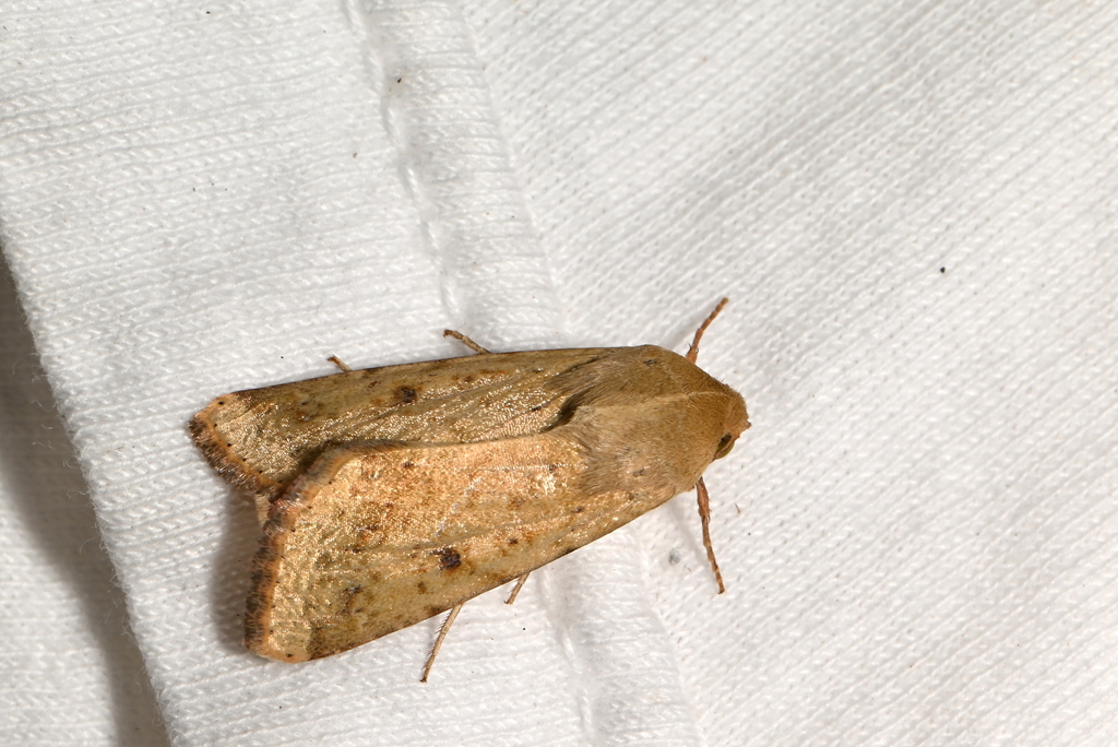 Corn Earworm Moth from Rouyn-Noranda1, QC, Canada on September 6, 2024 ...