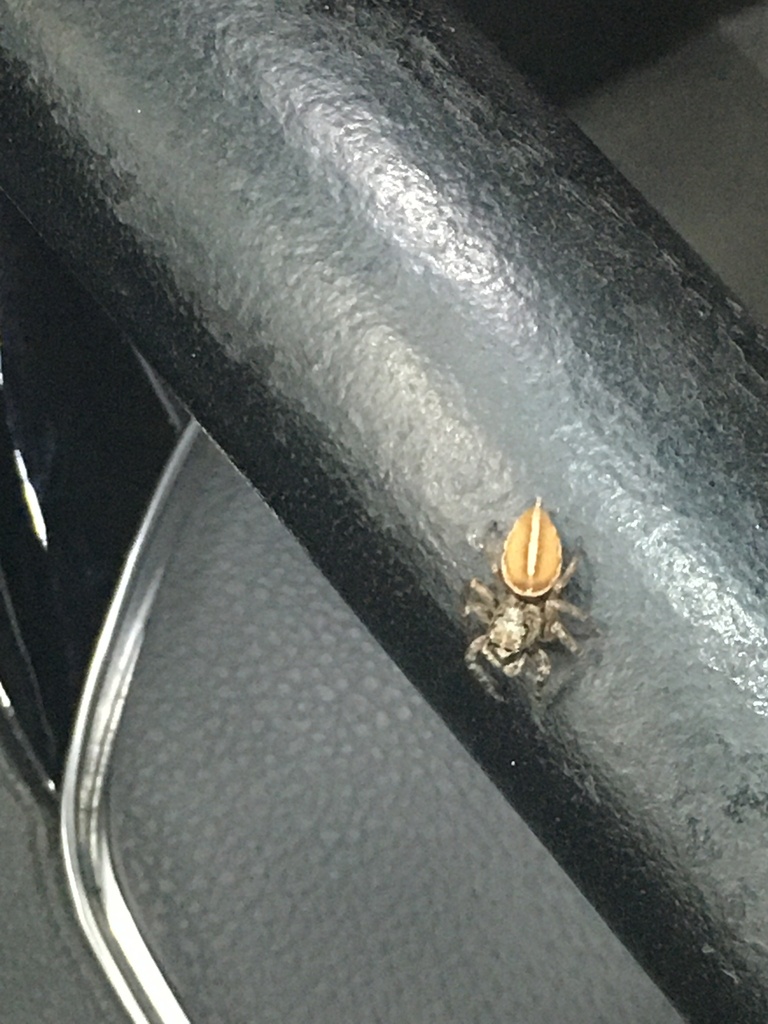 Freya from Rua São Miguel, Campo Grande, MS, BR on December 13, 2024 at ...