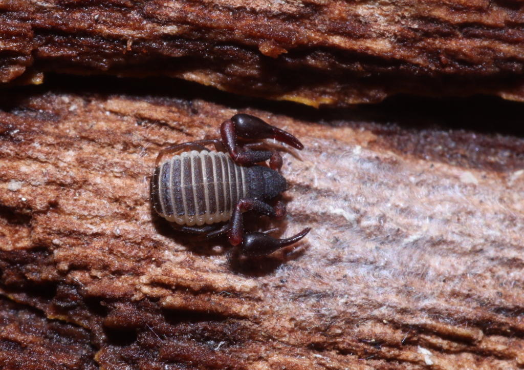 Cheliferidae from Île de la Barthelasse, 84000 Avignon, France on ...