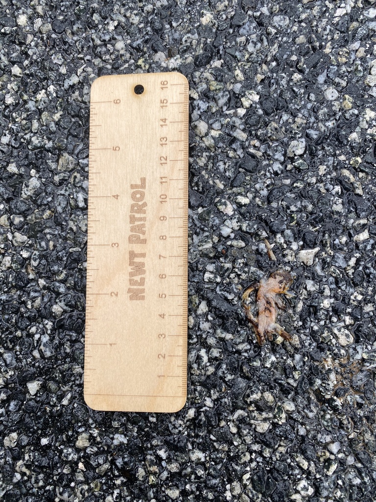 Pacific Newts from Santa Clara County, CA, USA on December 12, 2024 at ...