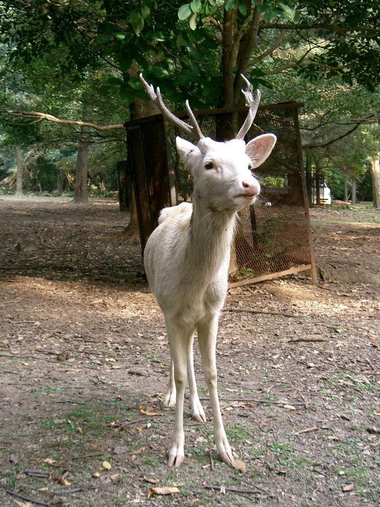 Honshū Sika Deer from 469 Zōshichō, Nara, 630-8211, Japon on October 1 ...