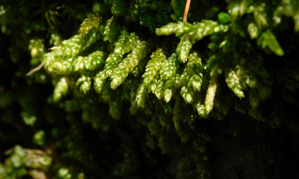 spoon-leaved moss (Bryoandersonia illecebra) - Botanical Realm