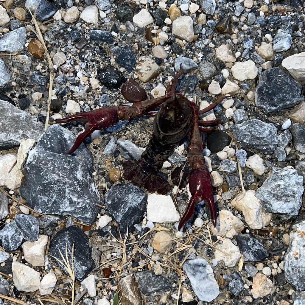 Red Swamp Crayfish from Brazoria National Wildlife Refuge, Freeport, TX ...