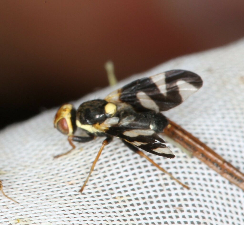 Thistle Stem Gall Fly from Bioparc de la Gaspésie, Bonaventure, QC G0C ...