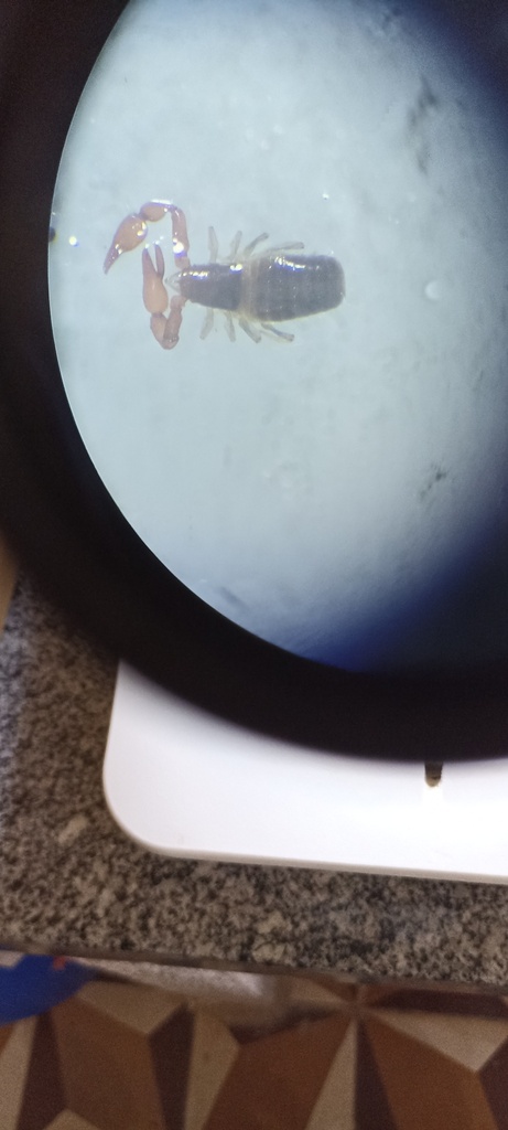 Atemnidae from Pacoti - CE, Brasil on December 11, 2024 at 10:14 AM by ...