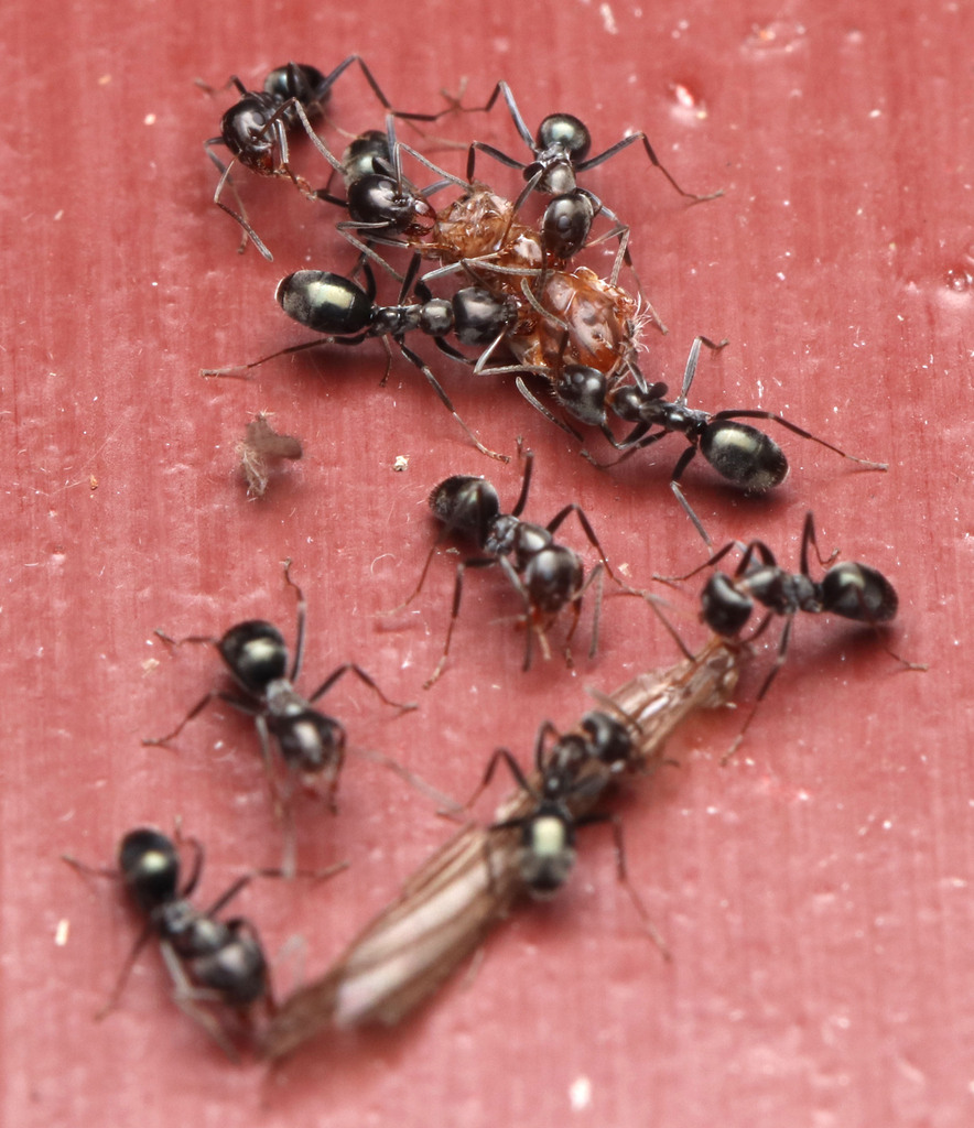 Rainbow, Tyrant, and Meat Ants in December 2024 by juliegraham173 ...