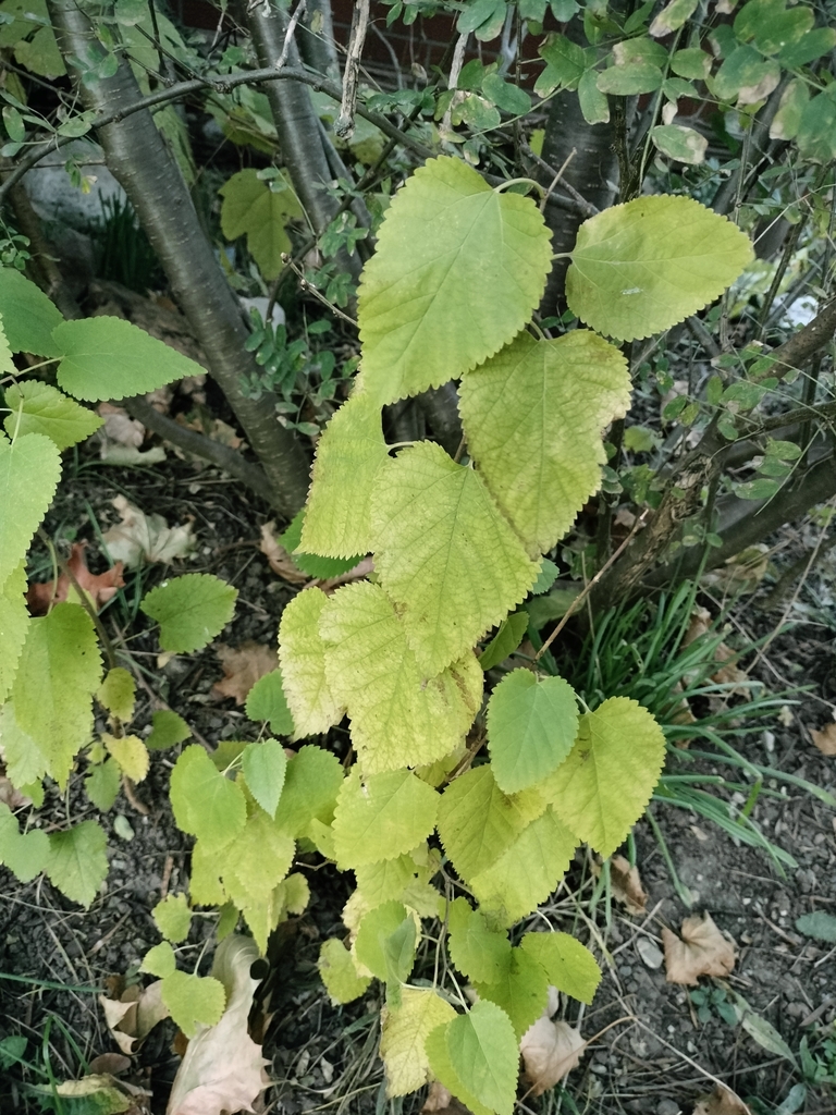 white mulberry from Kitchener, ON N2G 1A9, Canada on October 20, 2024 ...