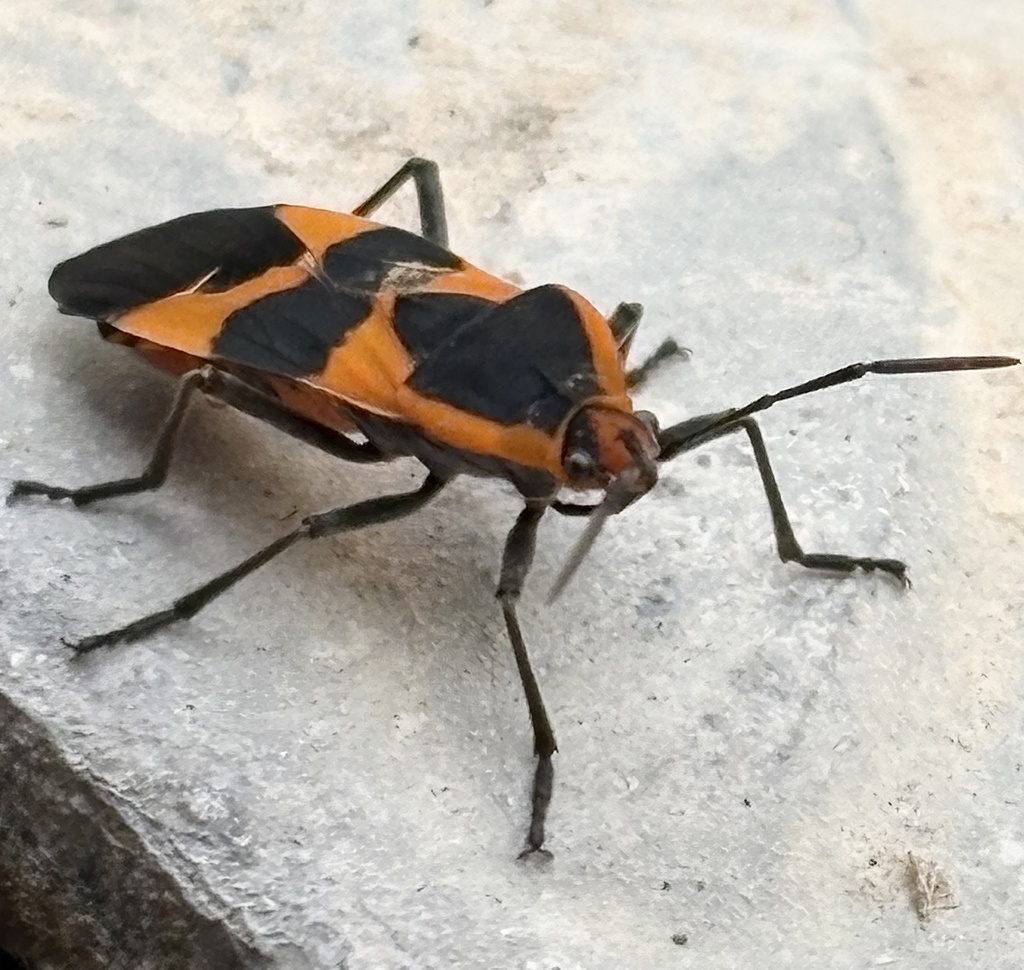 Large Milkweed Bug in December 2024 by rinkooo. GUY WITH IMMACULATE ...