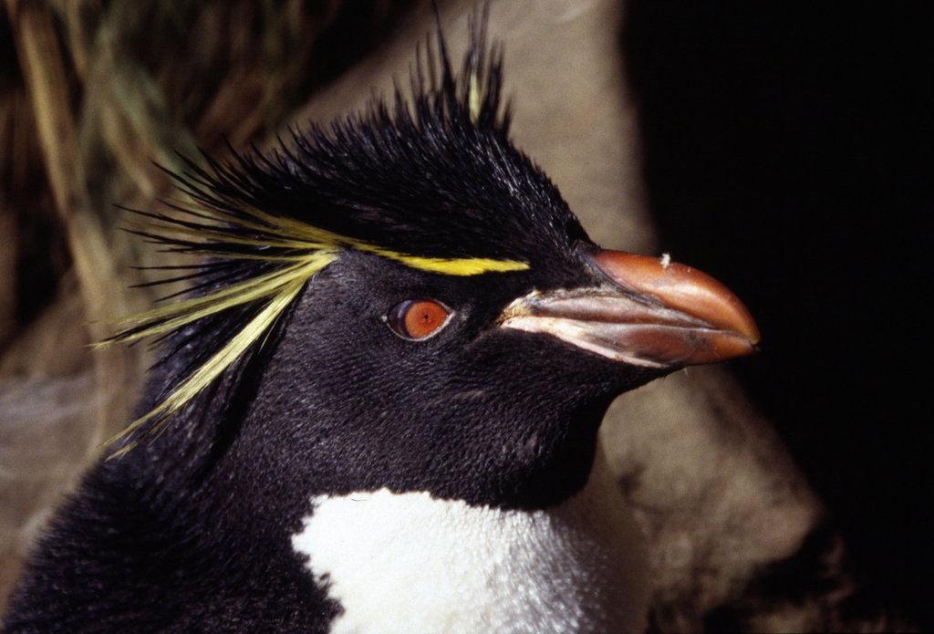 Eastern Rockhopper Penguin (Eudyptes chrysocome filholi) - Avian Discovery