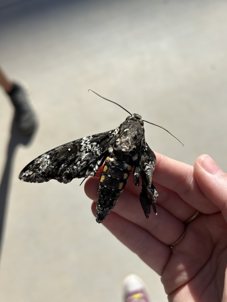 Rustic Sphinx from University of Arizona, Tucson, AZ, US on December 13 ...