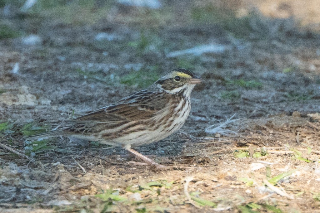 Savannah Sparrow from Seabourne Creek Nature Park, Rosenberg, TX, USA ...