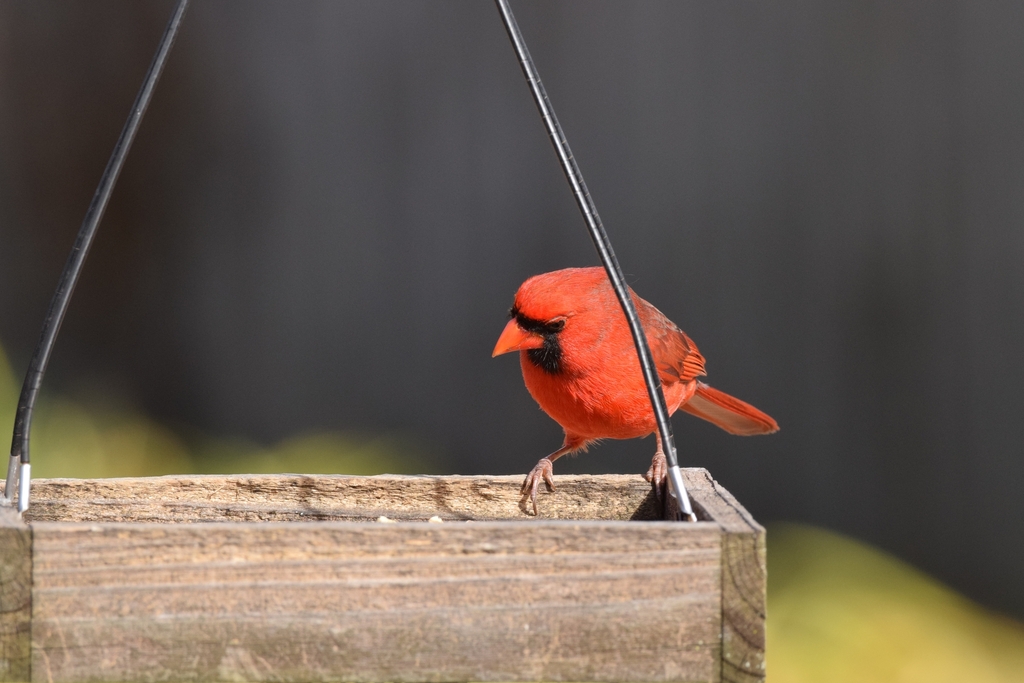 Northern Cardinal from Craighead County, AR, USA on December 13, 2024 ...