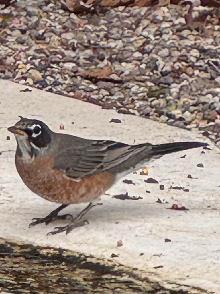 American Robin from Alameda Dr, Austin, TX, US on December 13, 2024 at ...